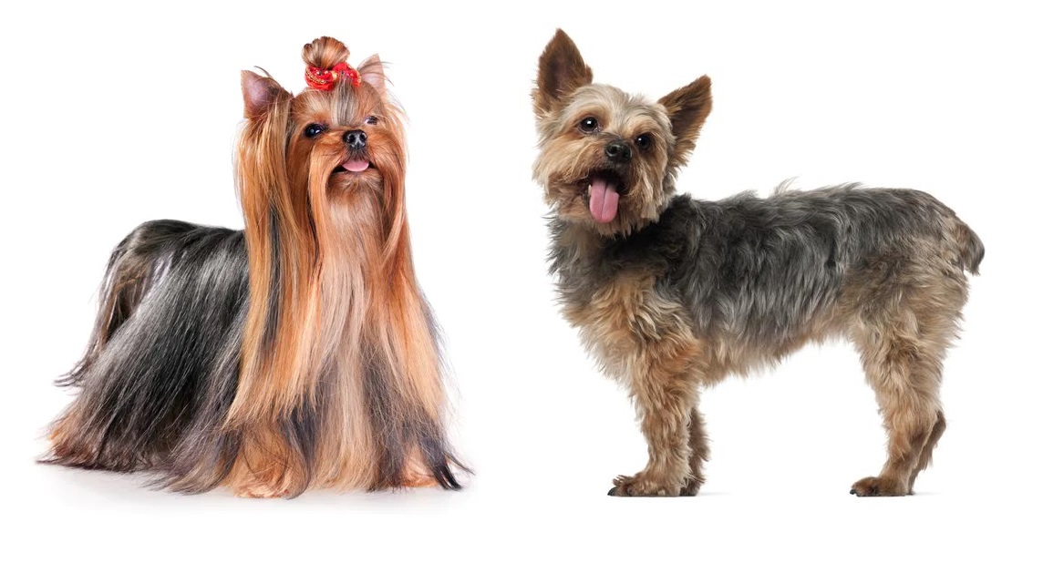 Silky Terrier Vs Yorkie – Cousins With Different Personality