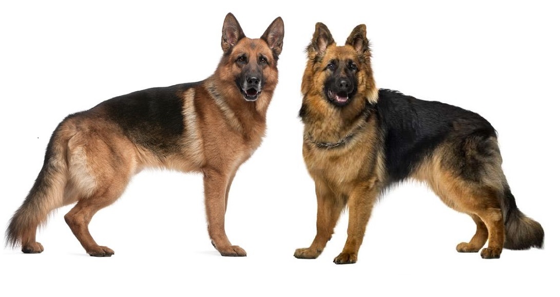 American German Shepherd Vs German German Shepherd