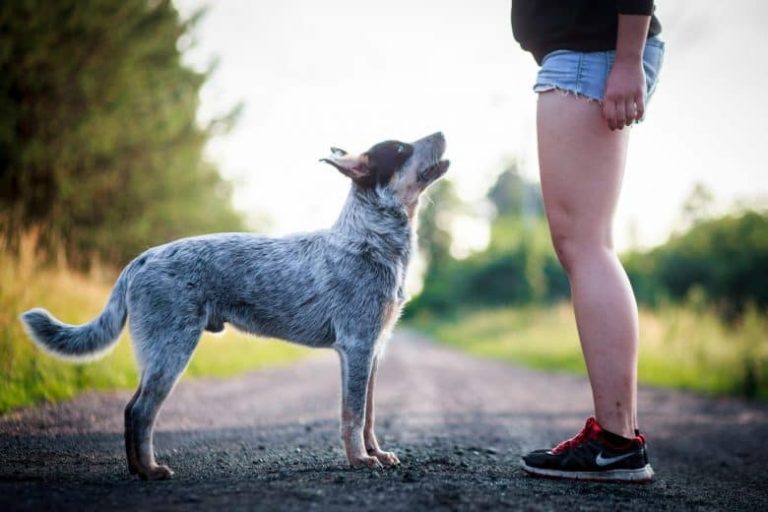 How To Train An Australian Cattle Dog? Is It Easy?