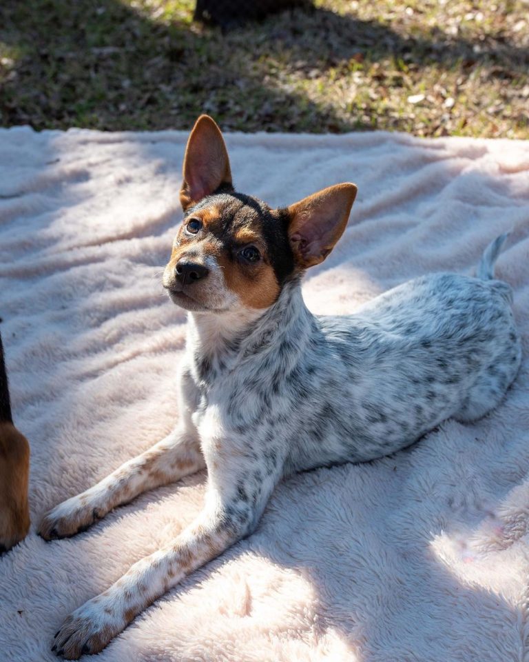 Blue Heeler Mixed With Chihuahua