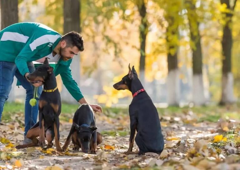 How To Train A Doberman? Best Way To Work Your Working Dog