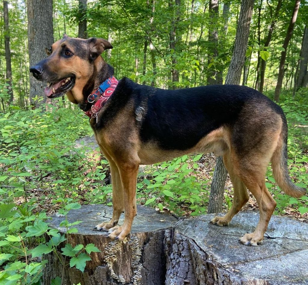 Why Families Are Falling In Love With The German Shepherd Doberman Mix