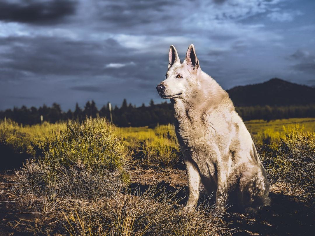 German Shepherd Wolf Mix – The Wolfdog You Can Actually Bring Home