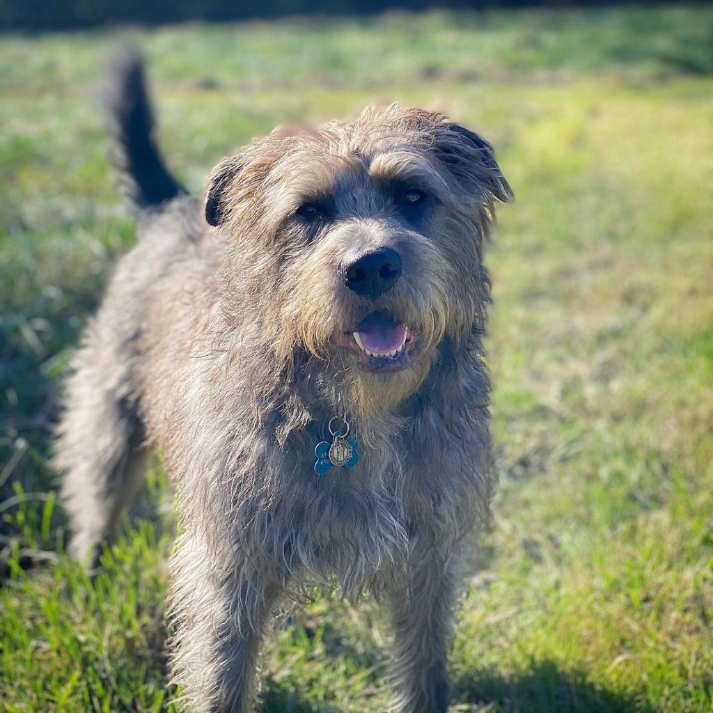 Pitbull Meets Poodle—And The Internet Can’t Get Enough