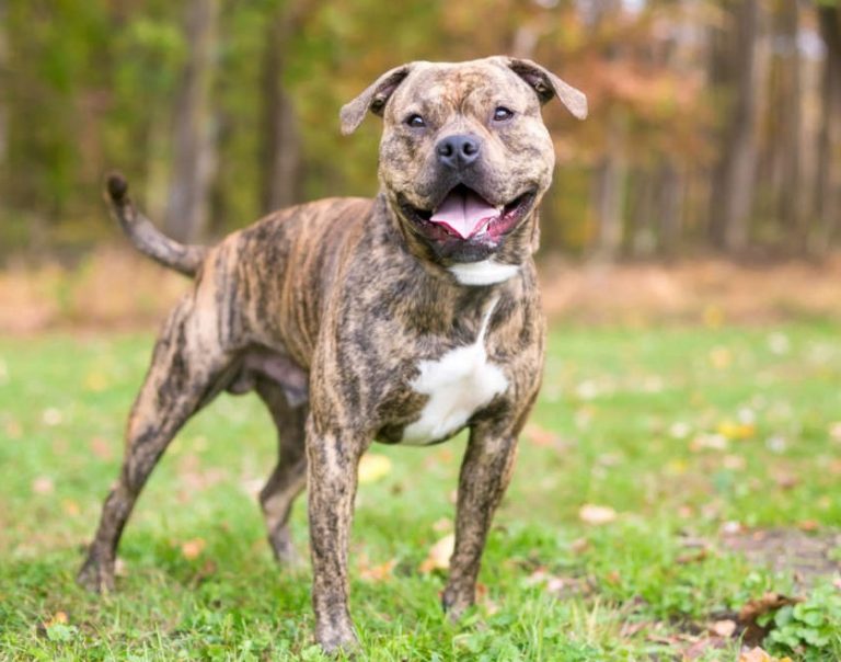 Why The Rottweiler Pitbull Mix Is The Hero Dog No One Talks About