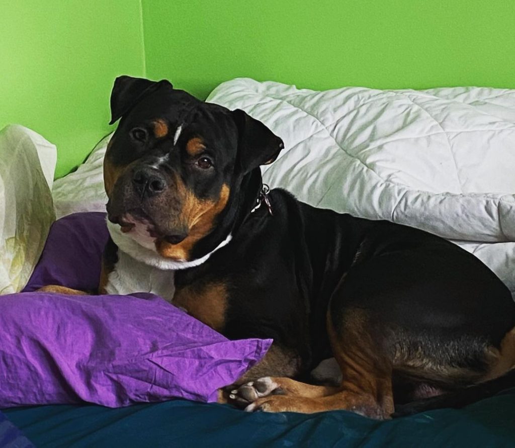 Why The Rottweiler Pitbull Mix Is The Hero Dog No One Talks About