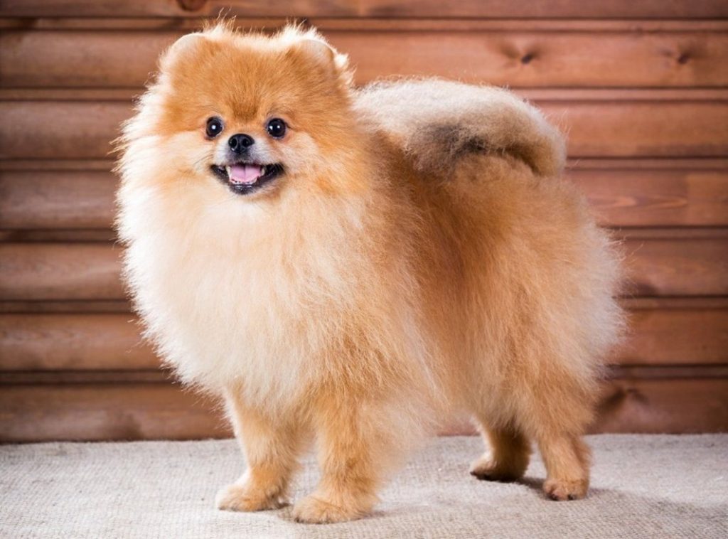 Everything You Need To Know About Pomapoo: The Adorable Pomeranian ...