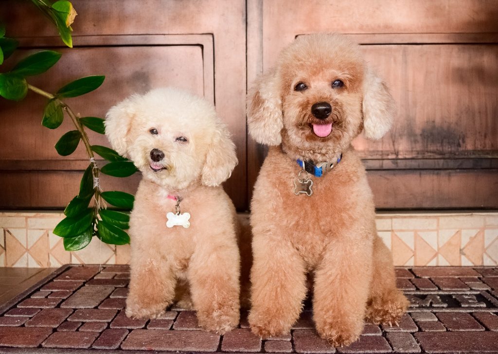 Everything You Need To Know About Pomapoo: The Adorable Pomeranian ...