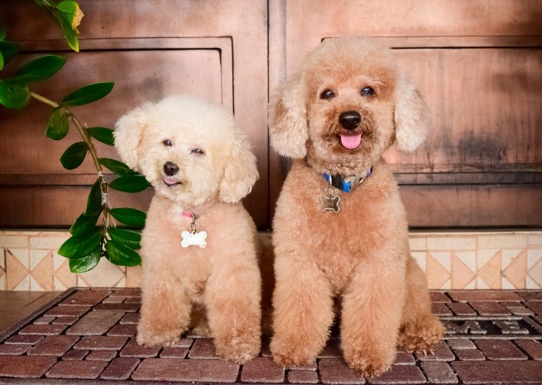 Everything You Need To Know About Pomapoo: The Adorable Pomeranian ...