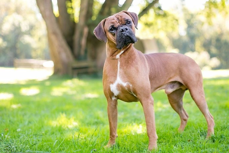What To Know Before Owning A Boxer Pitbull Mix: Traits, Temperament ...