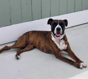 What To Know Before Owning A Boxer Pitbull Mix: Traits, Temperament ...
