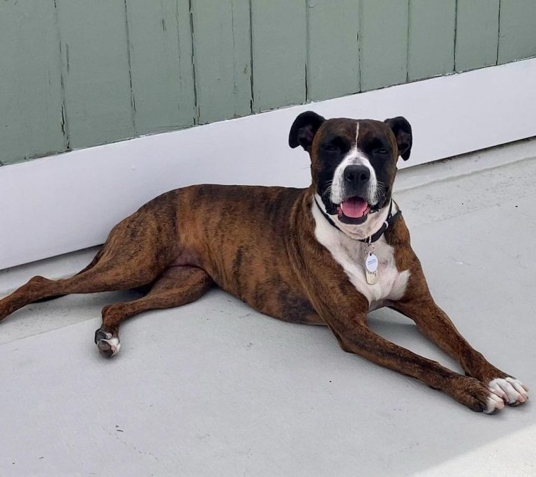 What To Know Before Owning A Boxer Pitbull Mix: Traits, Temperament ...