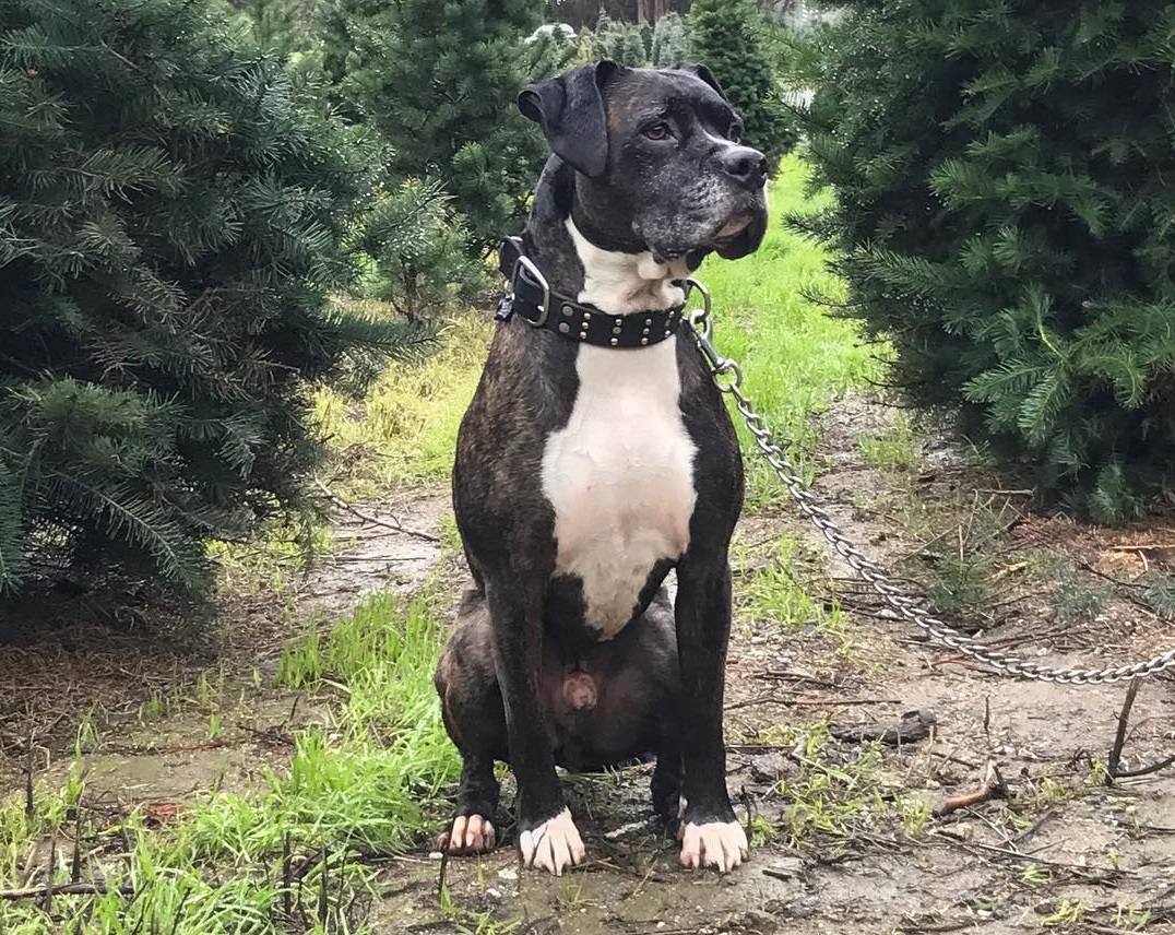 What To Know Before Owning A Boxer Pitbull Mix: Traits, Temperament ...