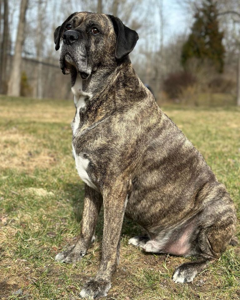 Personality Traits Of The Boxer Mastiff Mix: An Ideal Family Pet With A ...
