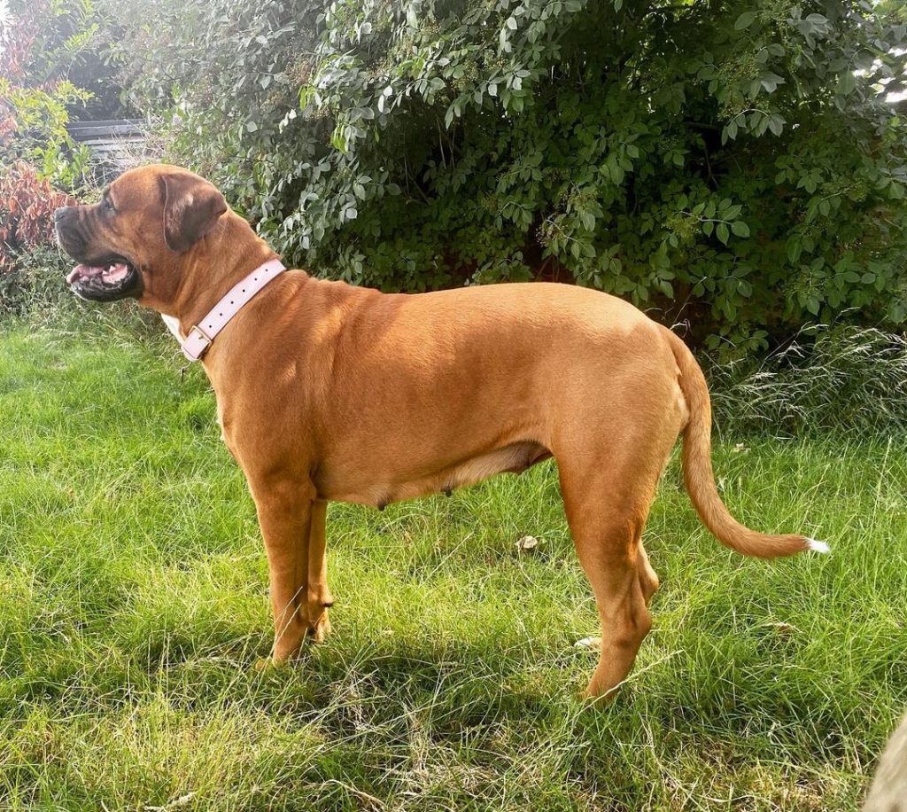 Personality Traits Of The Boxer Mastiff Mix: An Ideal Family Pet With A ...