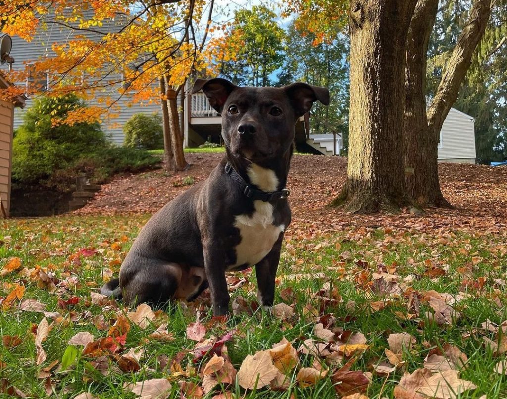 From Tiny To Mighty: Understanding The Chihuahua Pitbull Mix's Personality