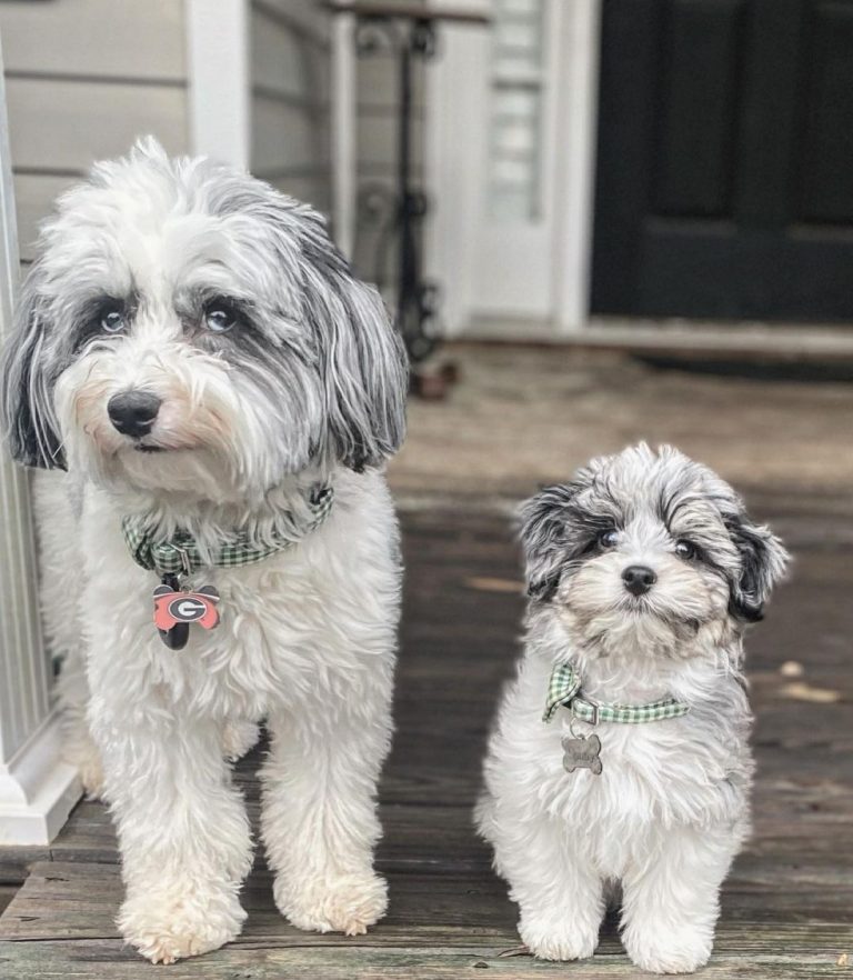Havanese Poodle Mix: The Perfect Addition To Your Home