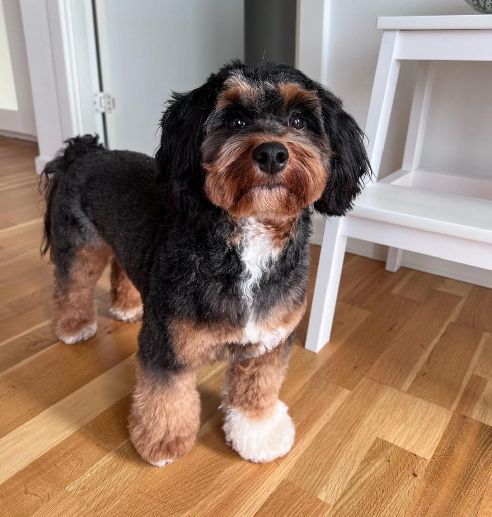 Havanese Poodle Mix: The Perfect Addition To Your Home