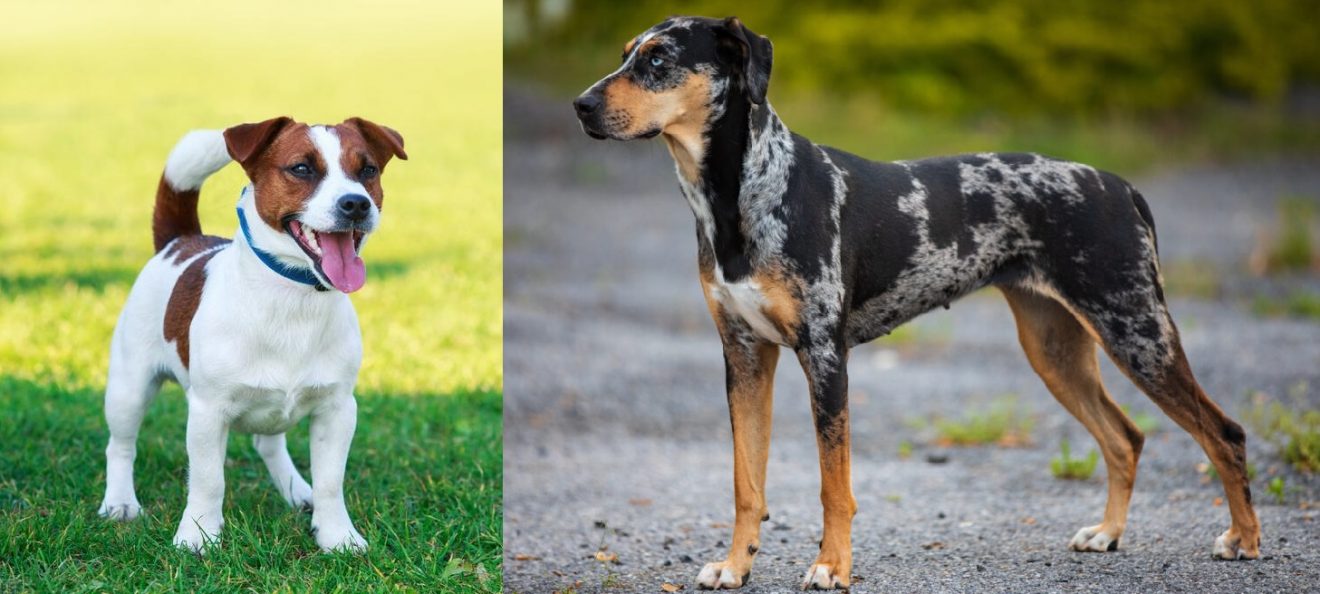 Catahoula Mix – Popular Mixes With Catahoula Leopard Dog