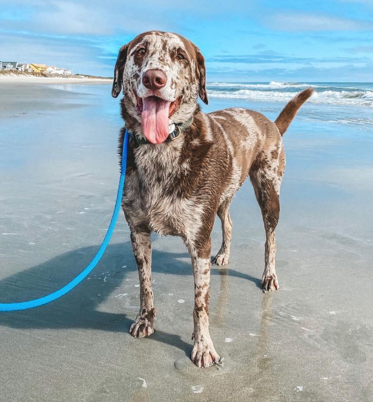 Catahoula Mix – Popular Mixes With Catahoula Leopard Dog