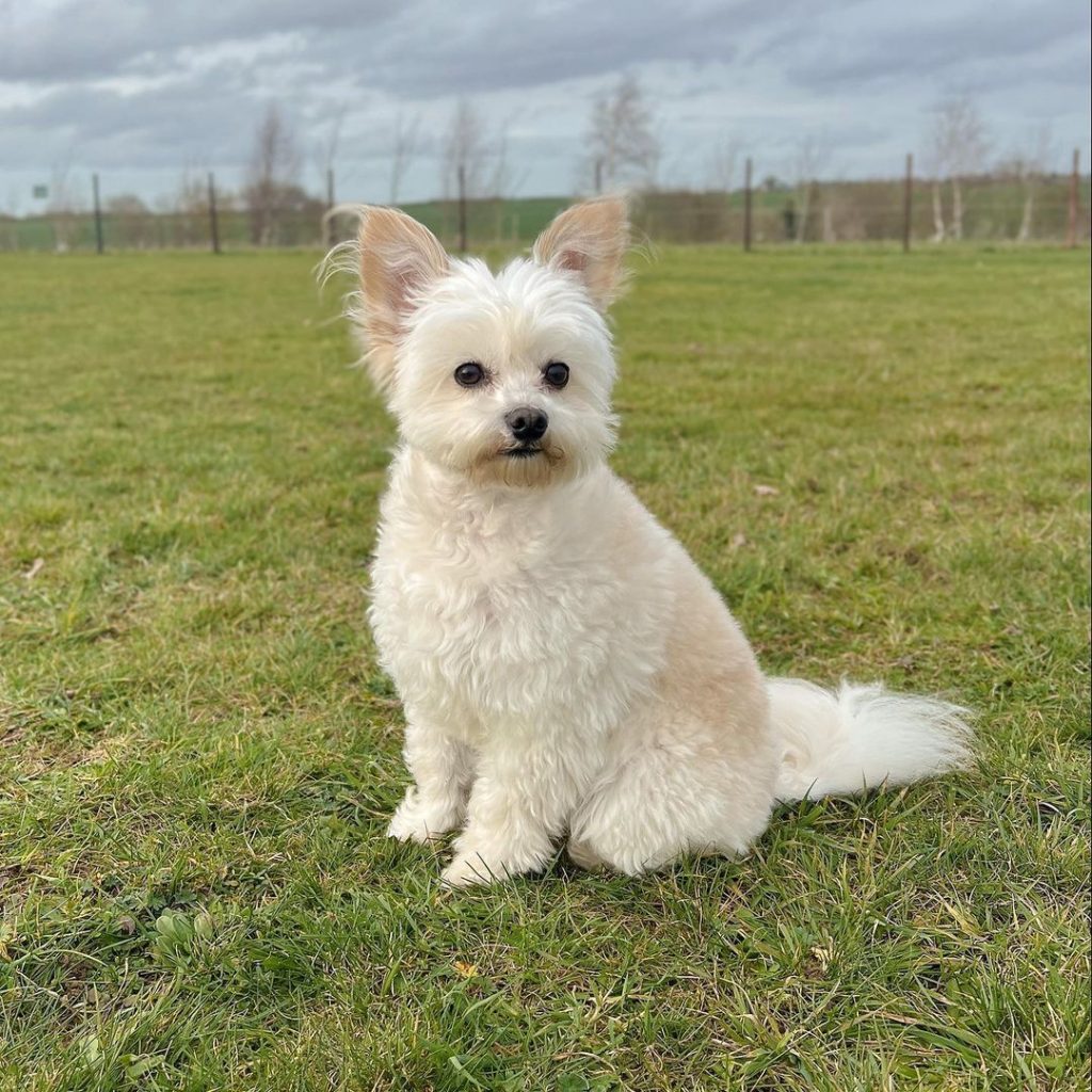 Everything You Need To Know About Pomapoo: The Adorable Pomeranian ...