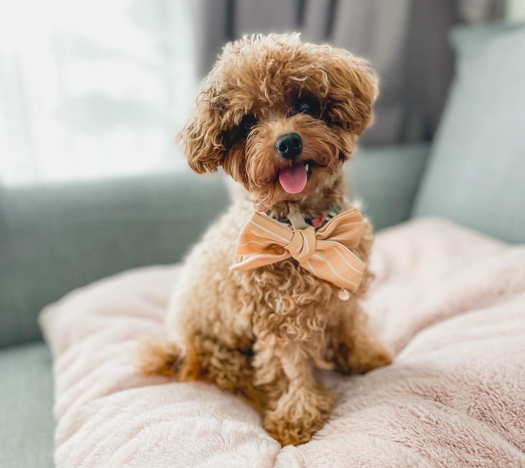 Everything You Need To Know About Pomapoo: The Adorable Pomeranian ...