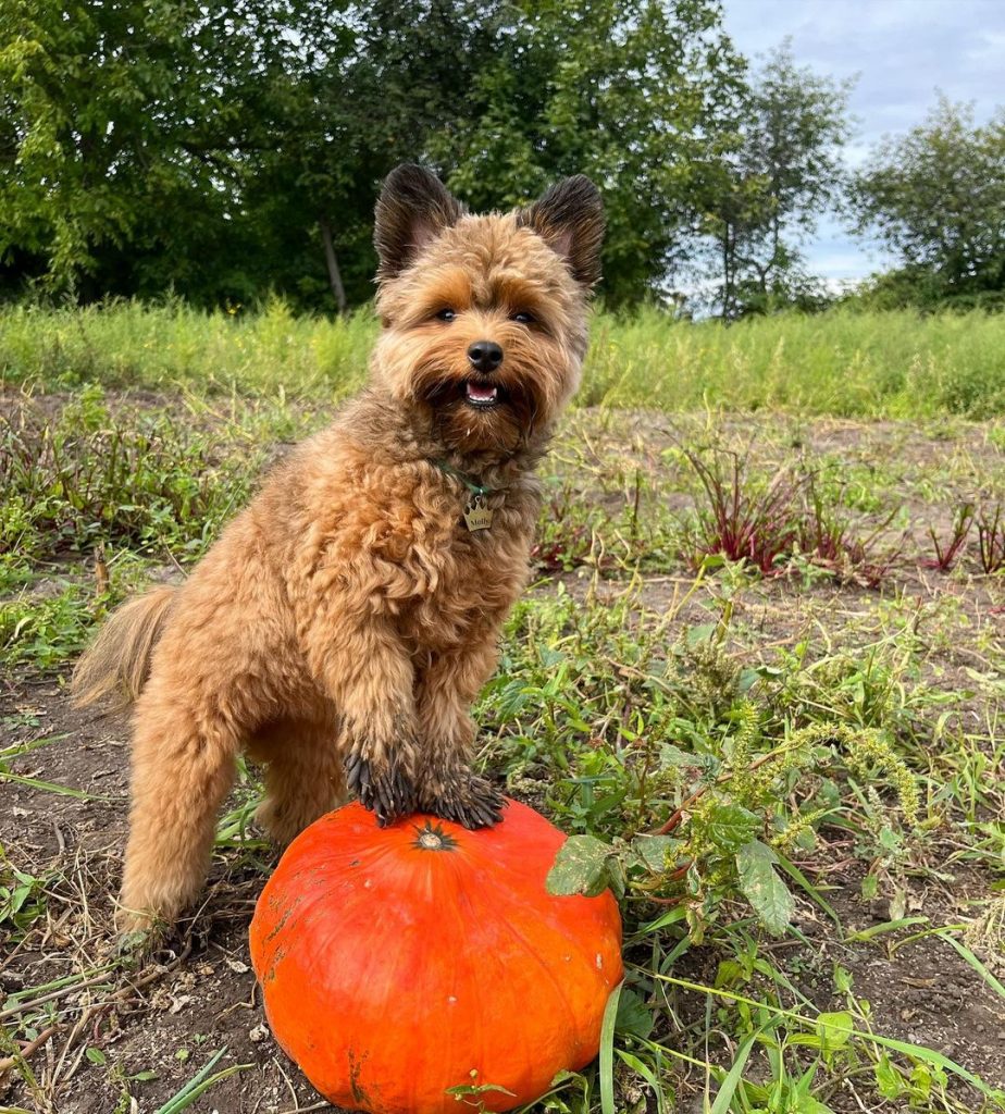 Everything You Need To Know About Pomapoo: The Adorable Pomeranian ...