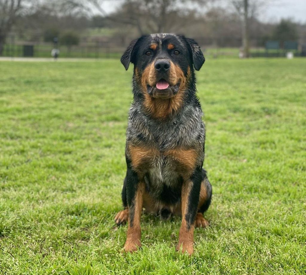 Catahoula Mix – Popular Mixes With Catahoula Leopard Dog