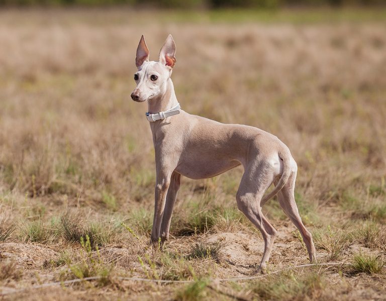 Is The Italian Greyhound Chihuahua Mix The Right Dog For You? A Breed ...