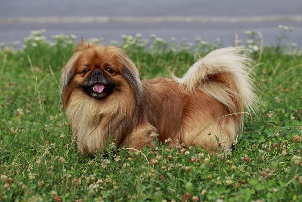 Pekingese Chihuahua Mix: A Perfect Companion For Small Dog Lovers