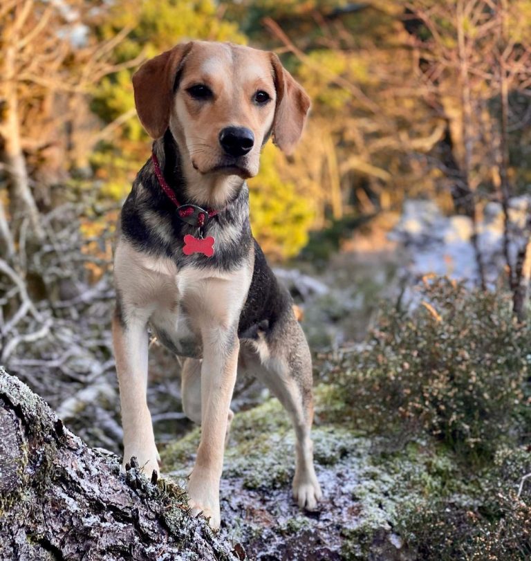 The Ultimate Guide To Beagle Lab Mix: Traits, Care, And Training