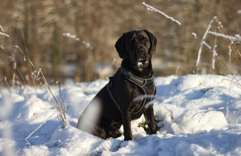 The Ultimate Guide To Beagle Lab Mix: Traits, Care, And Training