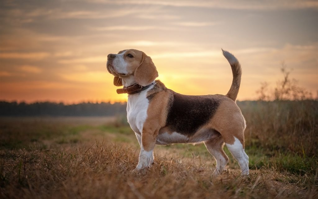 The Ultimate Guide To Beagle Lab Mix: Traits, Care, And Training