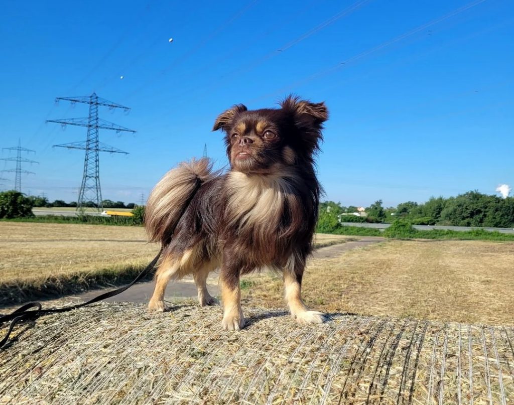 Pekingese Chihuahua Mix: A Perfect Companion For Small Dog Lovers