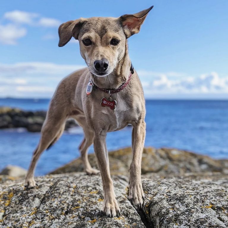 Italian Greyhound And Chihuahua Mix