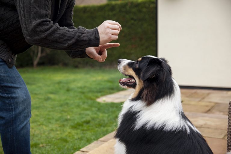 How To Train Your Dog To Greet Strangers Calmly And Without Barking