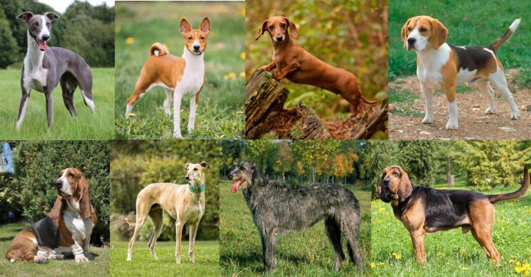 Lab Hound Mix: A Versatile Dog For Any Lifestyle