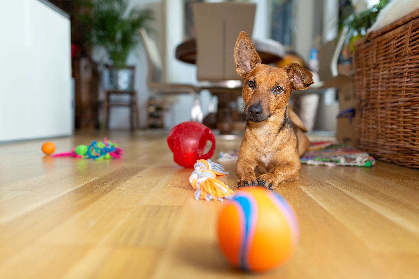 No Yard? No Problem! Top Indoor Exercise Tips For Dogs Without Outdoor ...