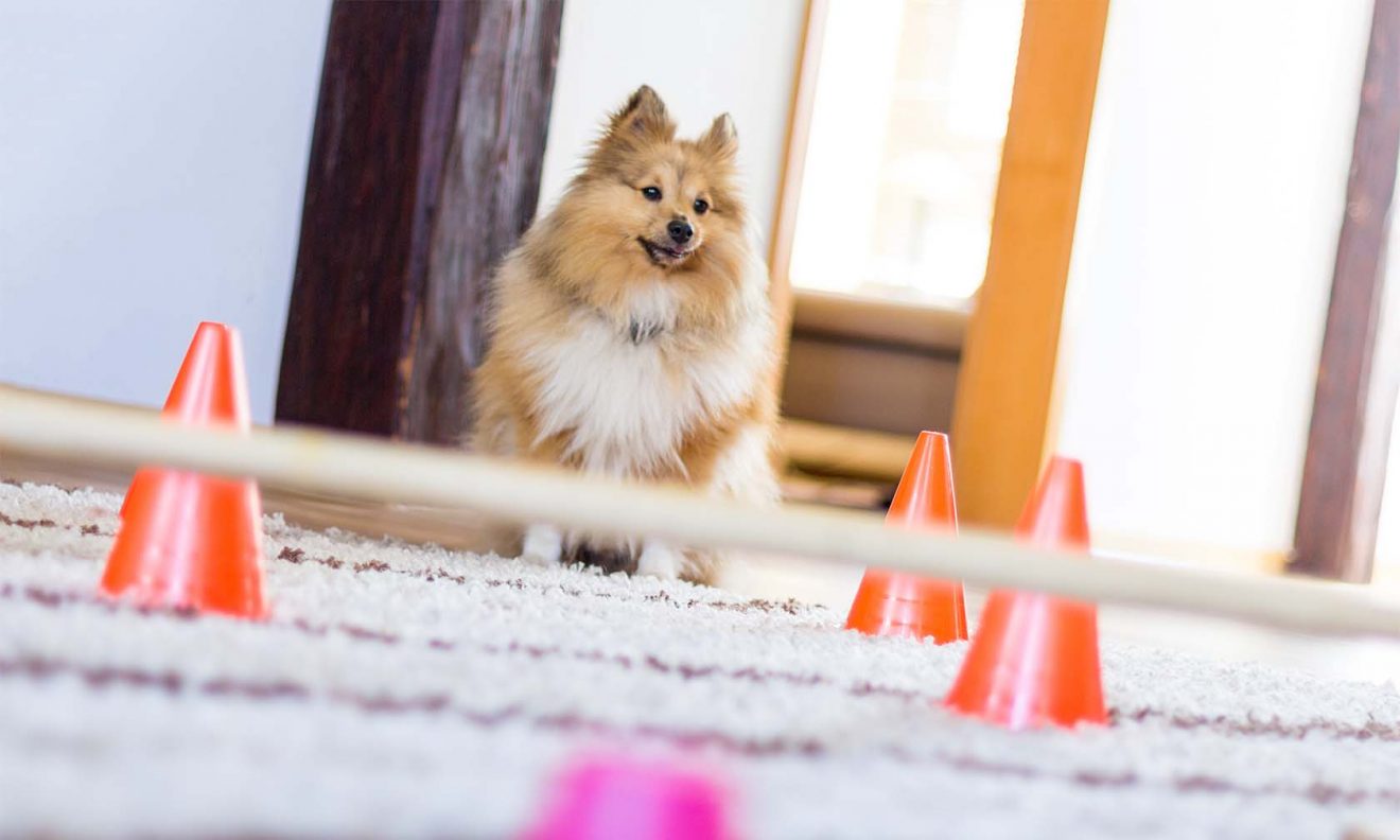 No Yard? No Problem! Top Indoor Exercise Tips For Dogs Without Outdoor ...