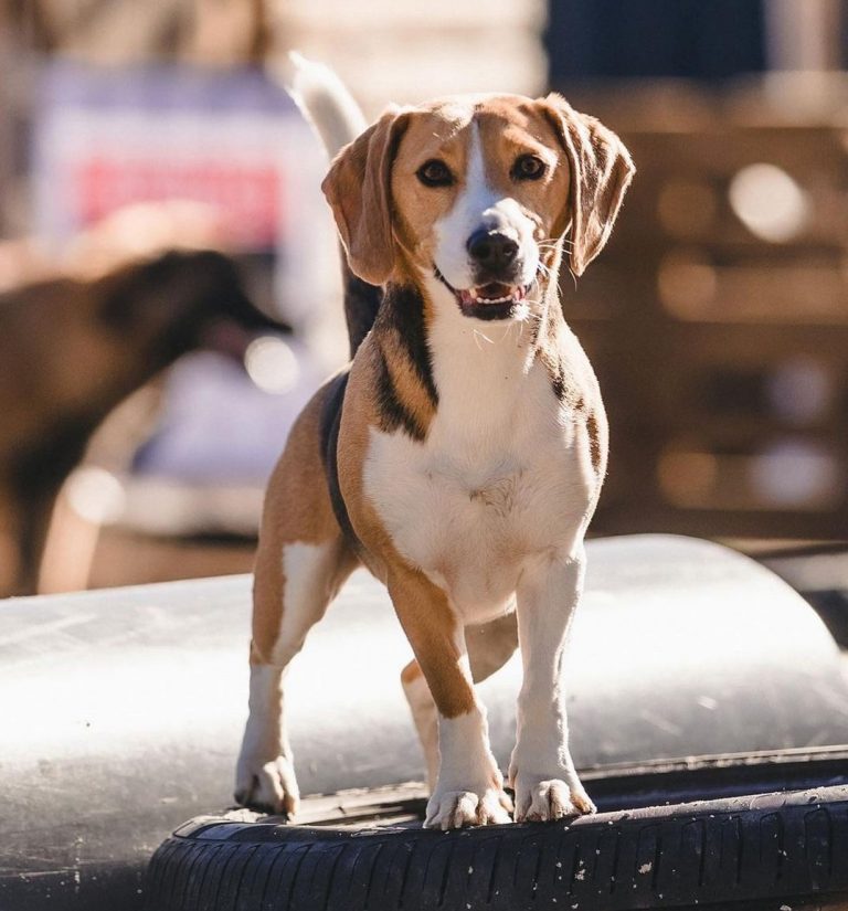 A Perfect Blend Of Energy And Affection: The Jack Russell Beagle Mix
