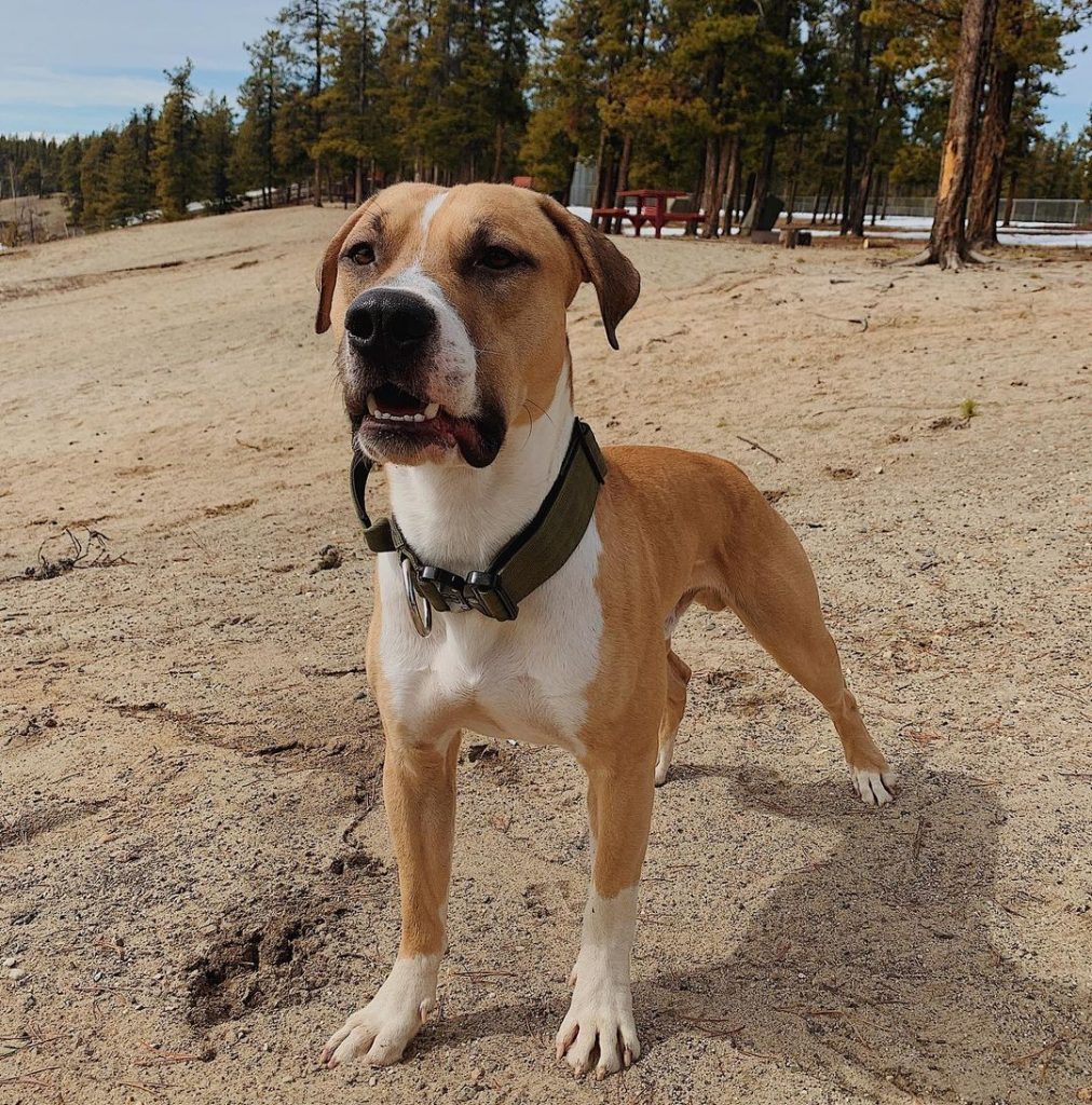Beyond The Stereotype: American Bully Pitbull Mix As A Family Pet