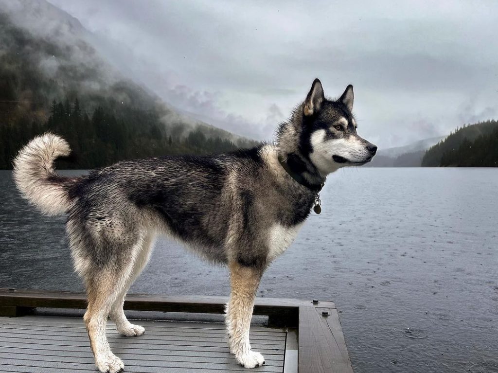 Agouti Siberian Husky – Complete Guide To The Wolf-Like Husky