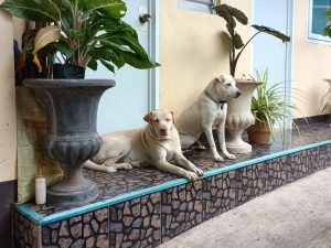 Aspin Dog – Discover The Unique Beloved Filipino Pet