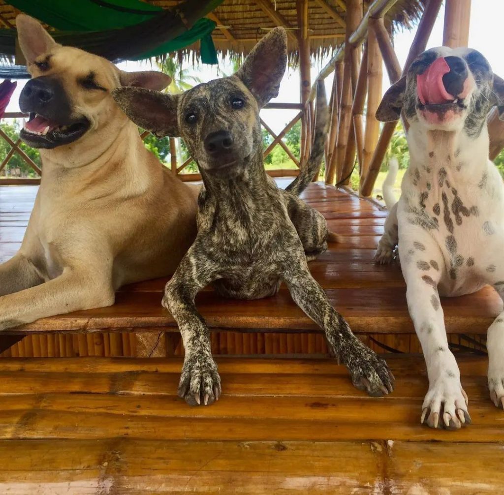 Aspin Dog – Discover The Unique Beloved Filipino Pet