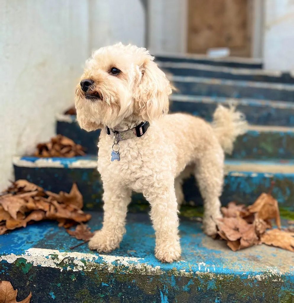 The Ultimate Lap Companions: Small Poodle Mixes Unleashed