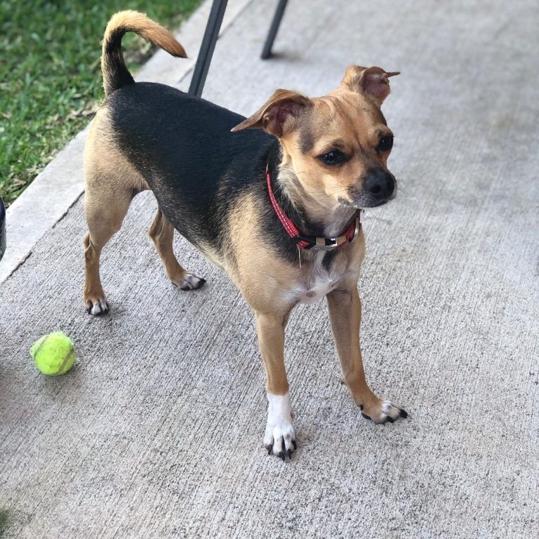 Chihuahua Boxer Mix: A Lively And Affectionate Breed For Families