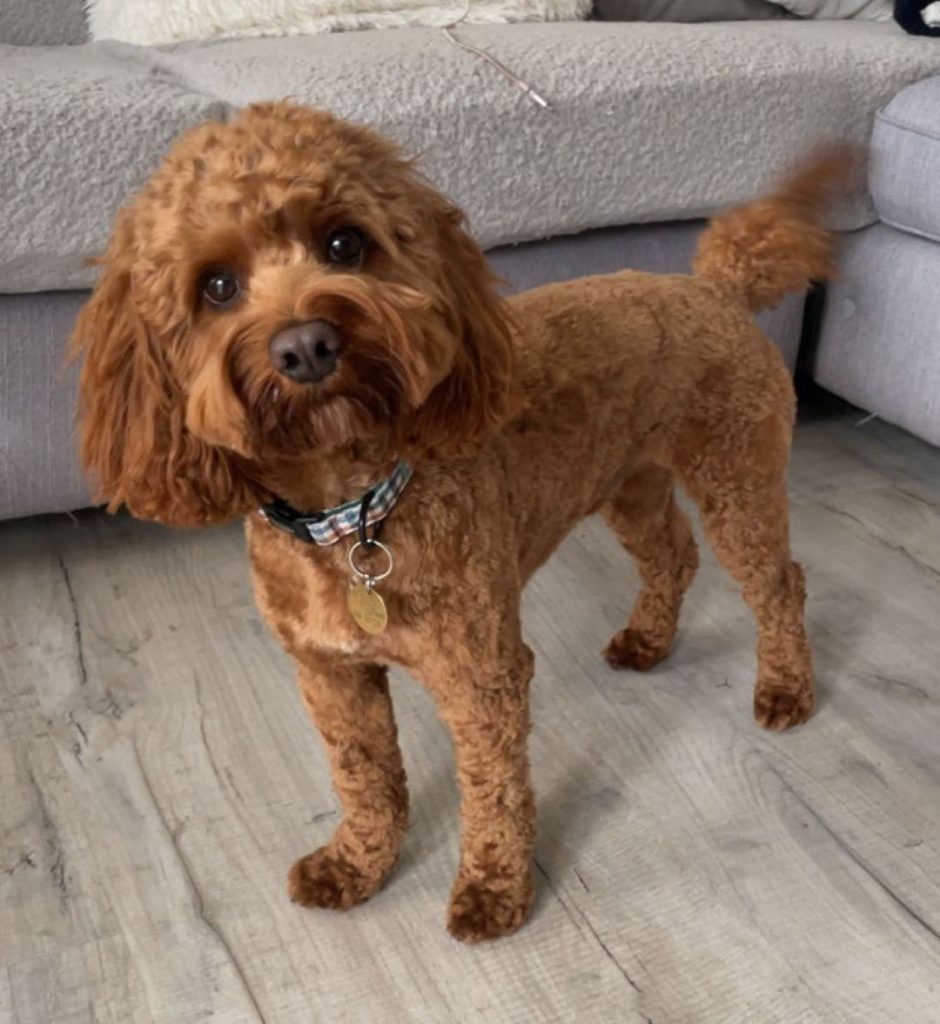 The Ultimate Lap Companions: Small Poodle Mixes Unleashed