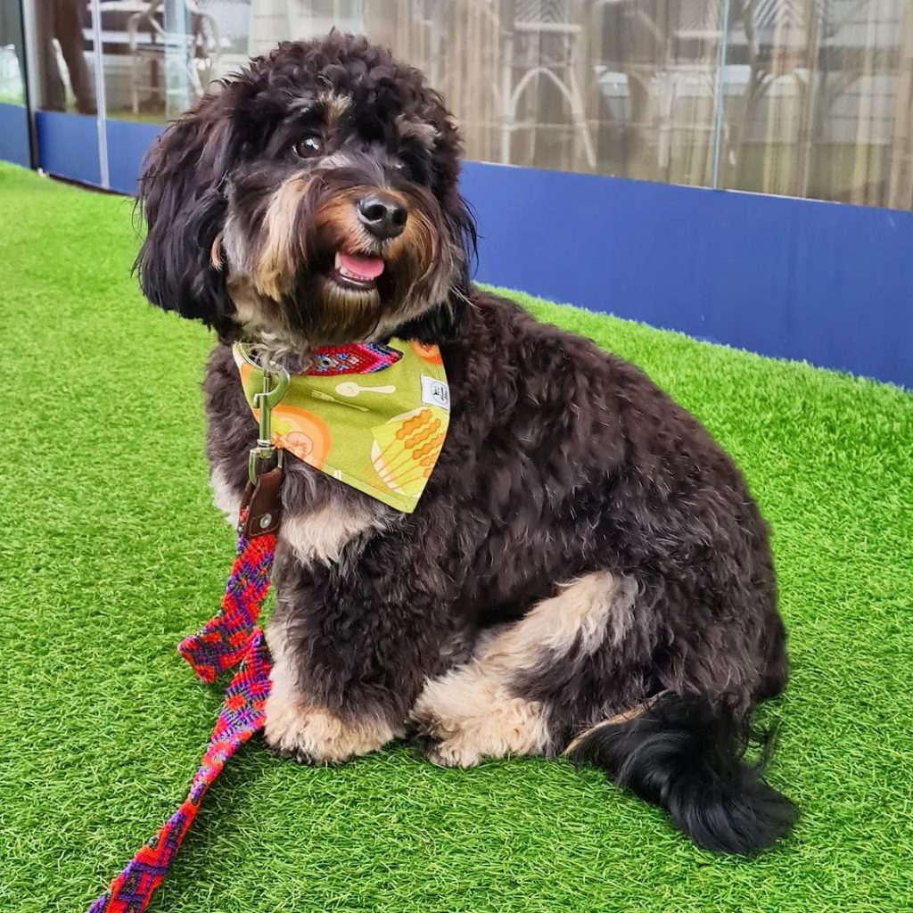 The Ultimate Lap Companions: Small Poodle Mixes Unleashed