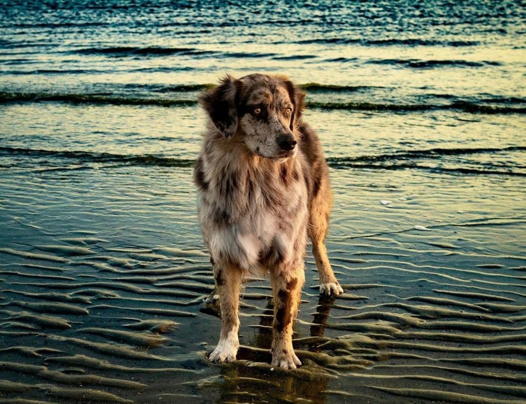 Golden Aussie 101: A Perfect Blend Of Two Amazing Breeds