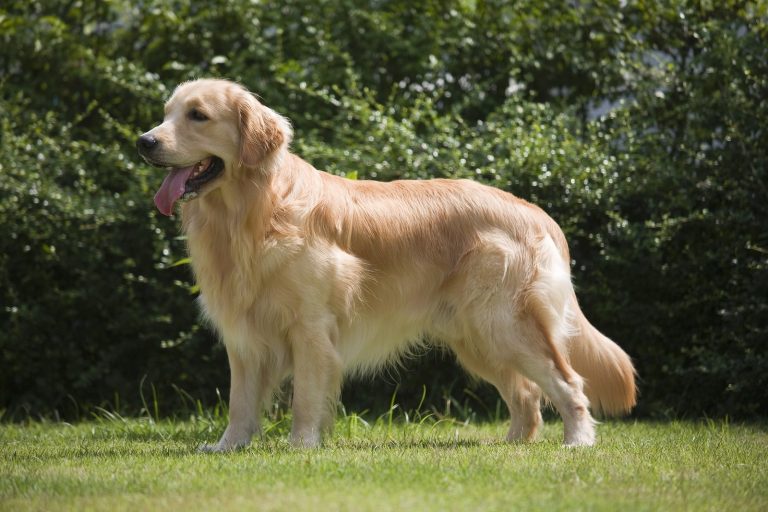 Golden Aussie 101: A Perfect Blend Of Two Amazing Breeds
